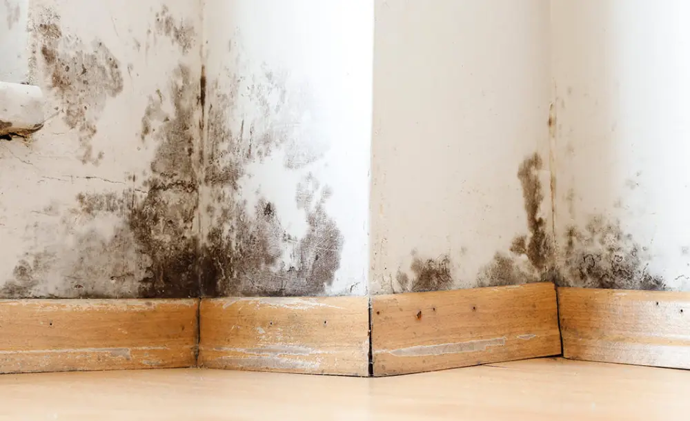How To Get Rid Of Mould On Walls Cleaning Mate How To Get Rid Of Mould On Walls Cleaning Mate